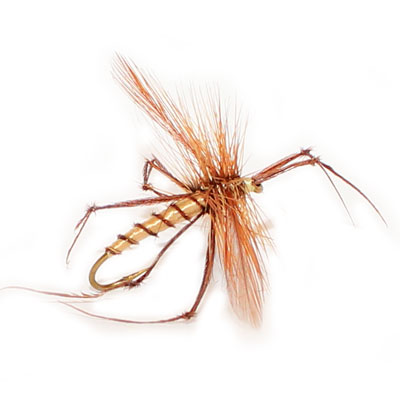 Daddy Long Legs Conbas: Flyshop NZ Ltd
